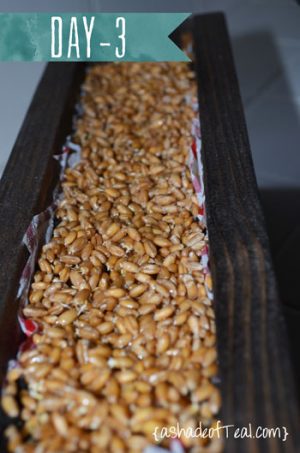 DIY- Wheat grass Crate {Part 3}