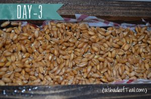 DIY- Wheat grass Crate {Part 3}